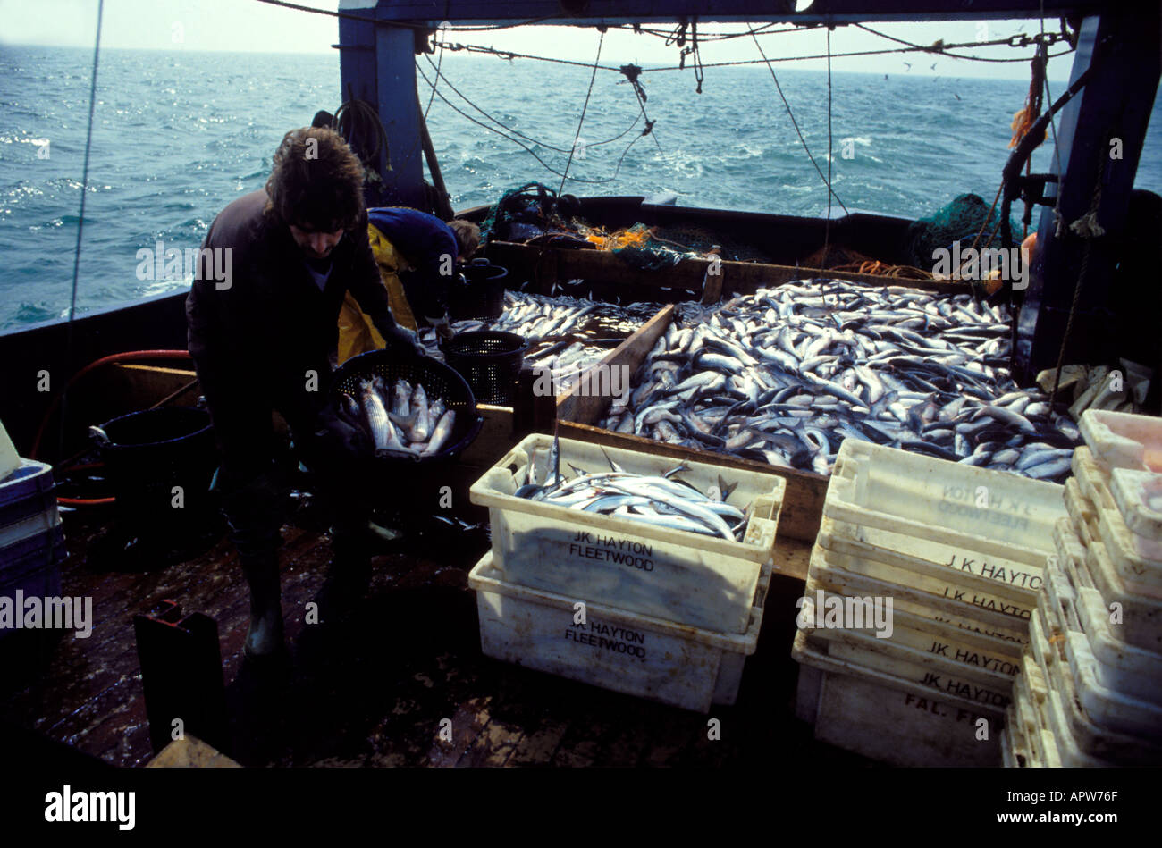 The ctach of fish stored in boxes on the deck of a fishing trawler in ...