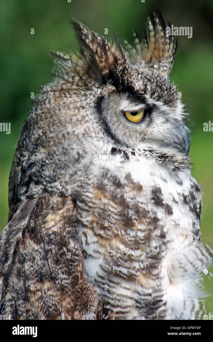 Long tufted owl hi-res stock photography and images - Alamy