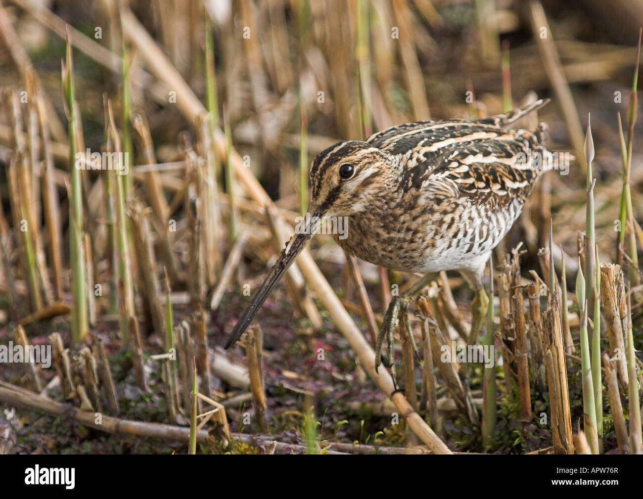 Snipe in habitat Stock Photo - Alamy
