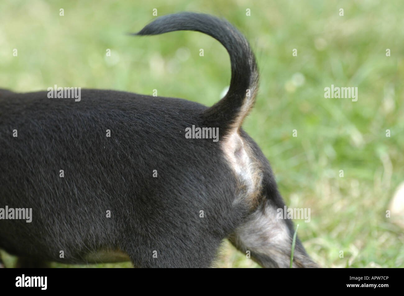 black labrador puppy's tail Stock Photo - Alamy