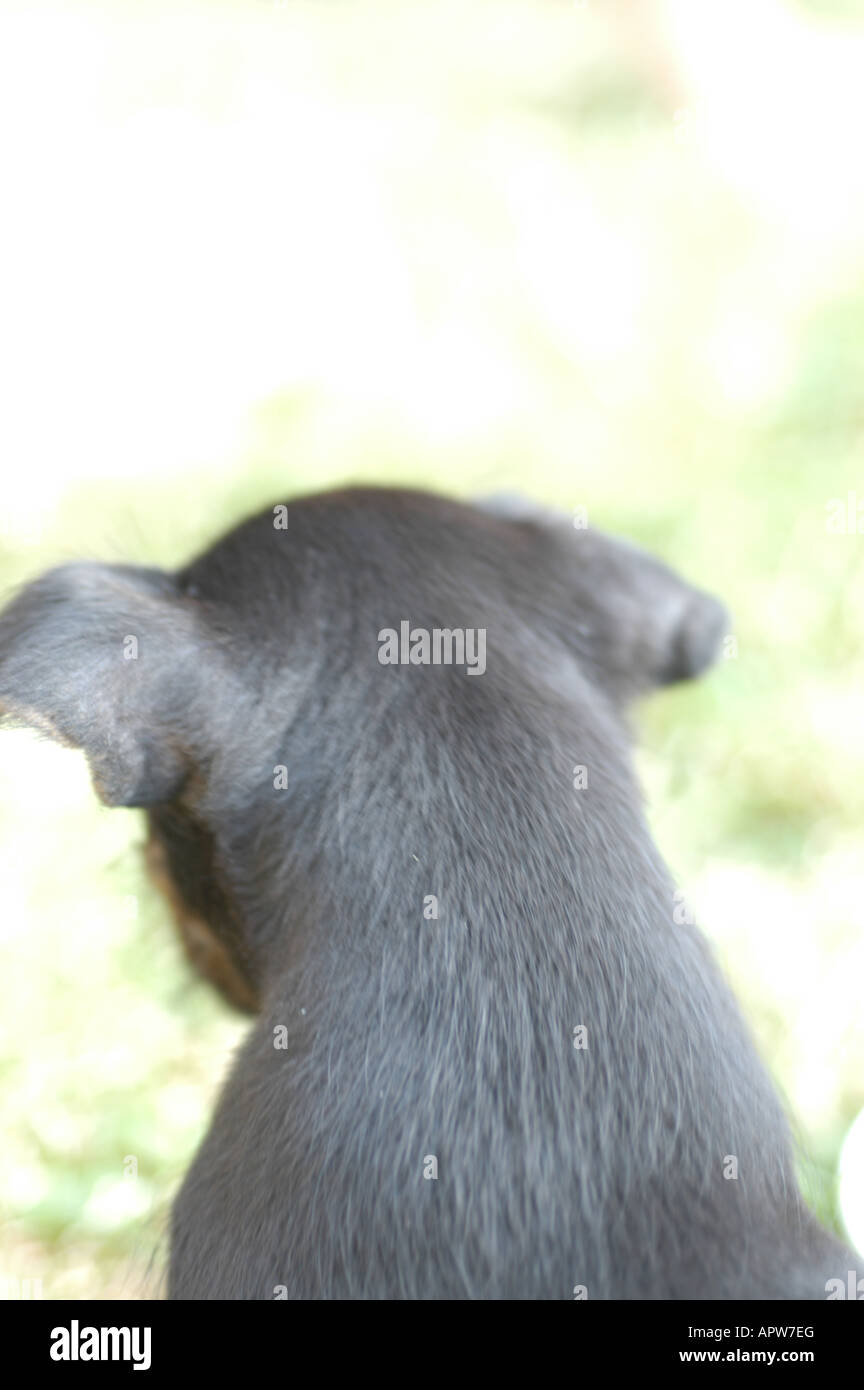 rear view of black labrador puppy Stock Photo - Alamy