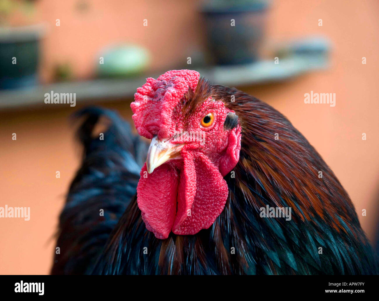 Cockerel hi-res stock photography and images - Alamy