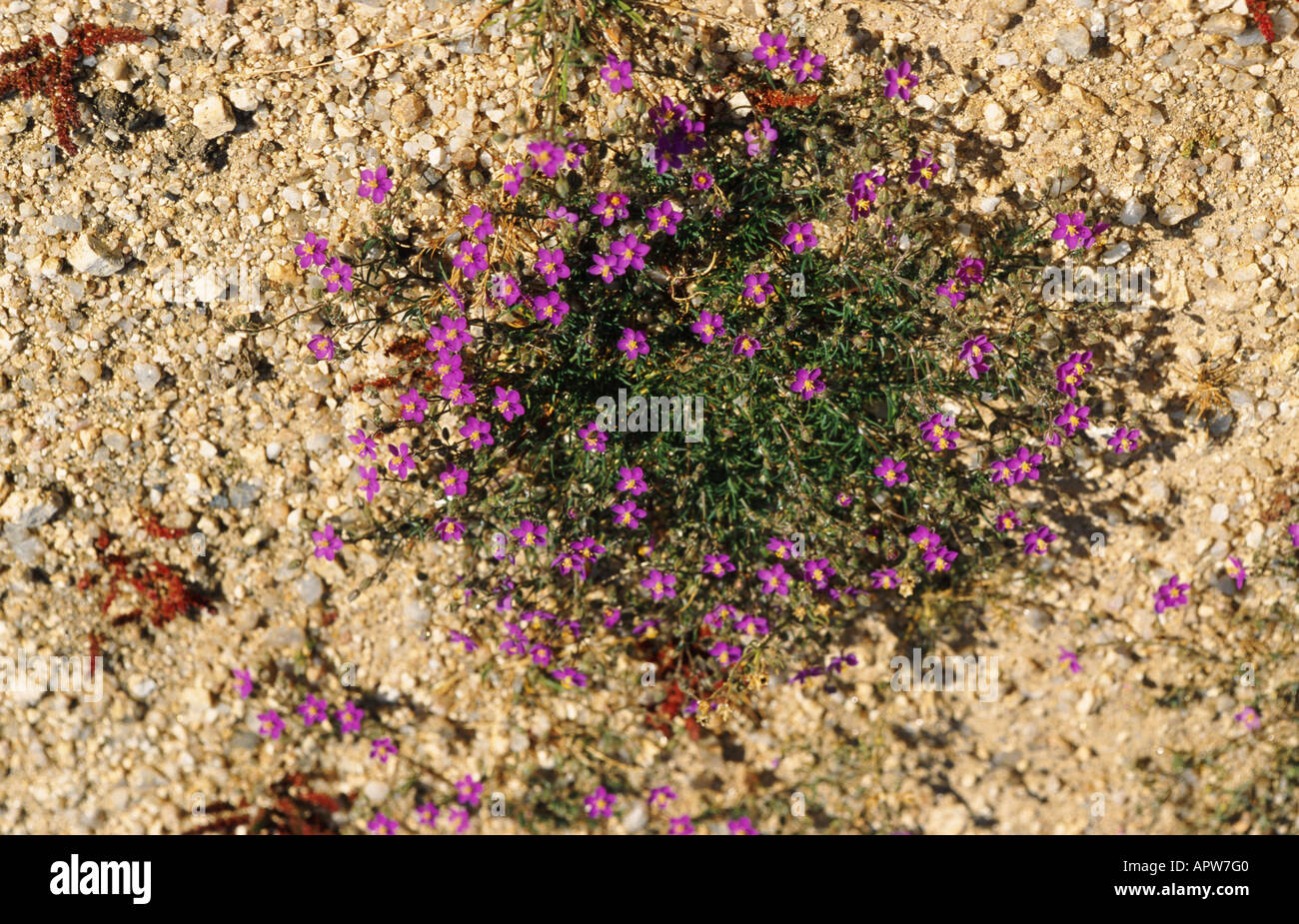 red sandspurry, sand spurrey, purple sandspurry (Spergularia rubra ...