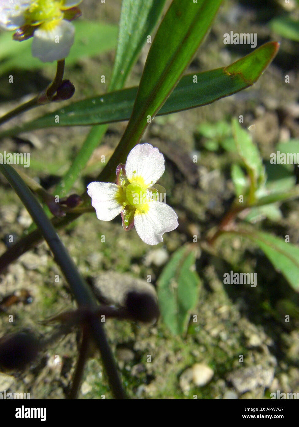narrow-leaved water-plantain (Alisma lanceolatum), flower Stock Photo ...