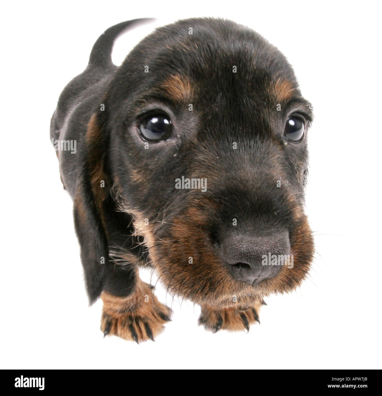 Domestic animals photos Cut Out Stock Images & Pictures - Alamy