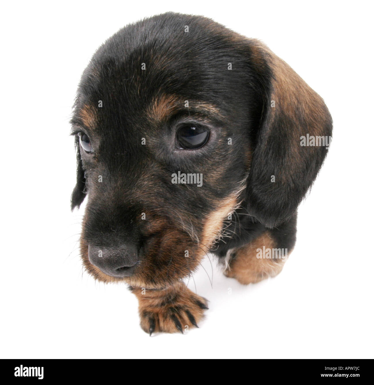 Distorted dog head hi-res stock photography and images - Alamy