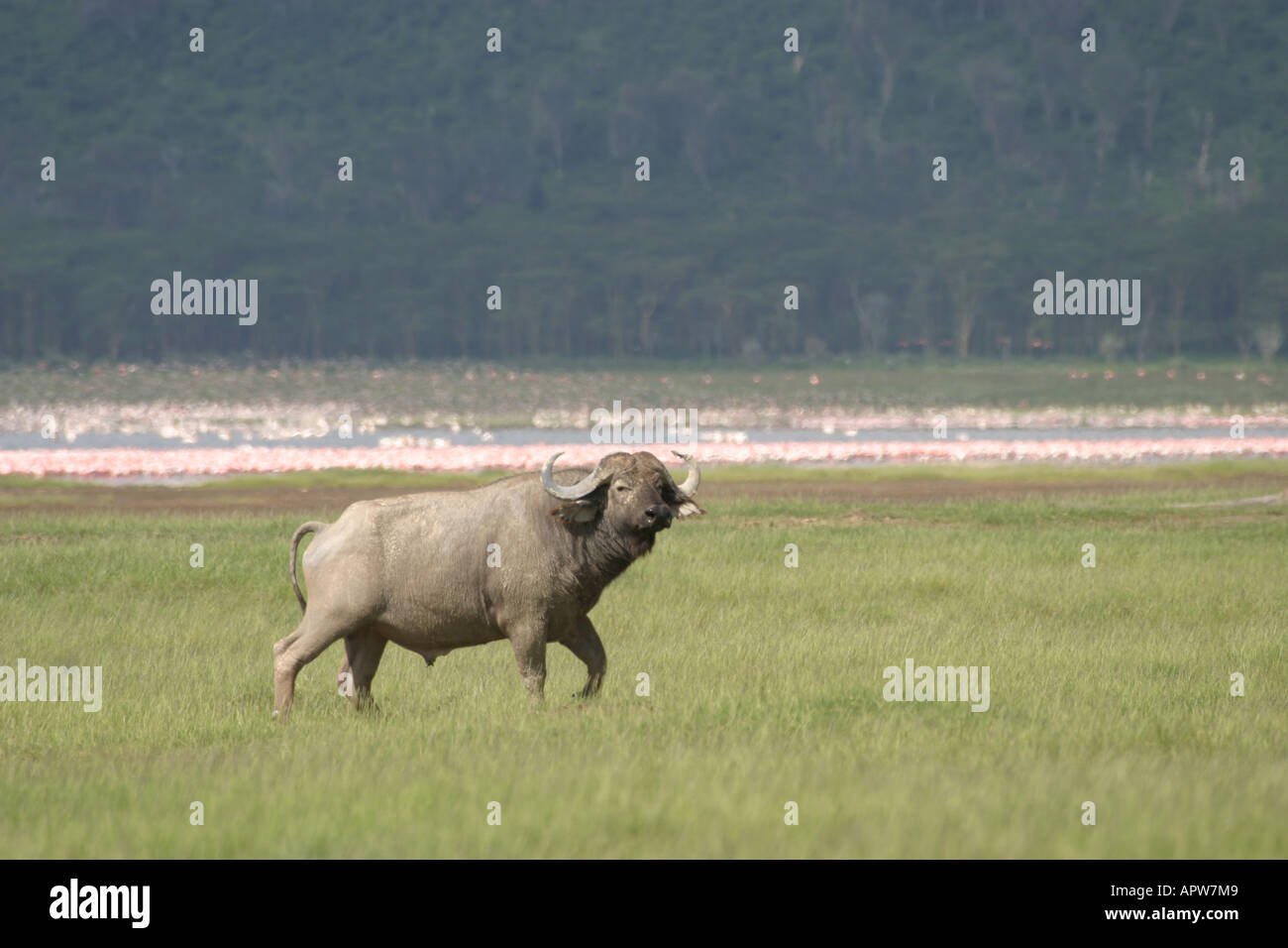 African buffalo (Syncerus caffer), portrait of a single bull, Kenya ...