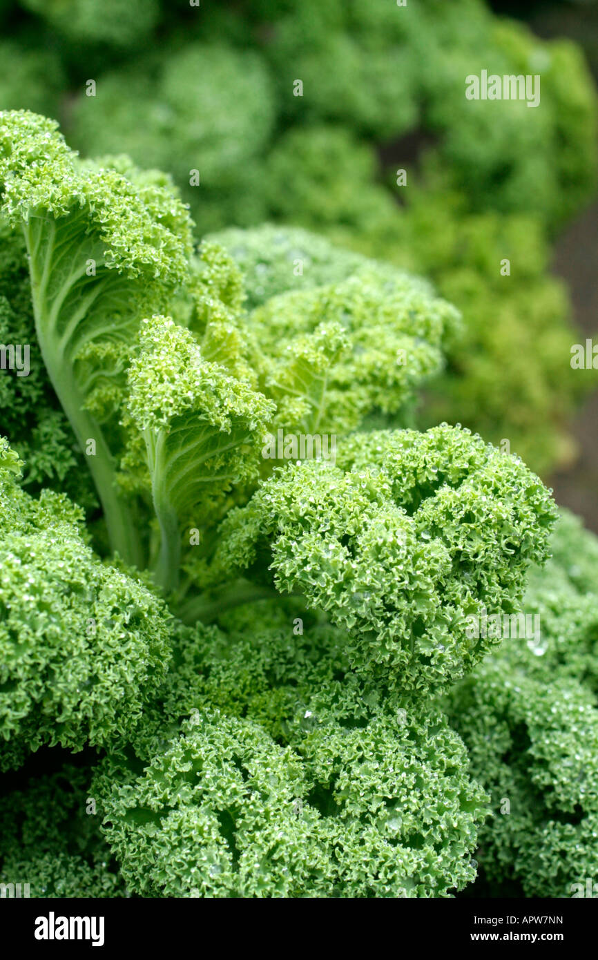 Dwarf kale hi-res stock photography and images - Alamy