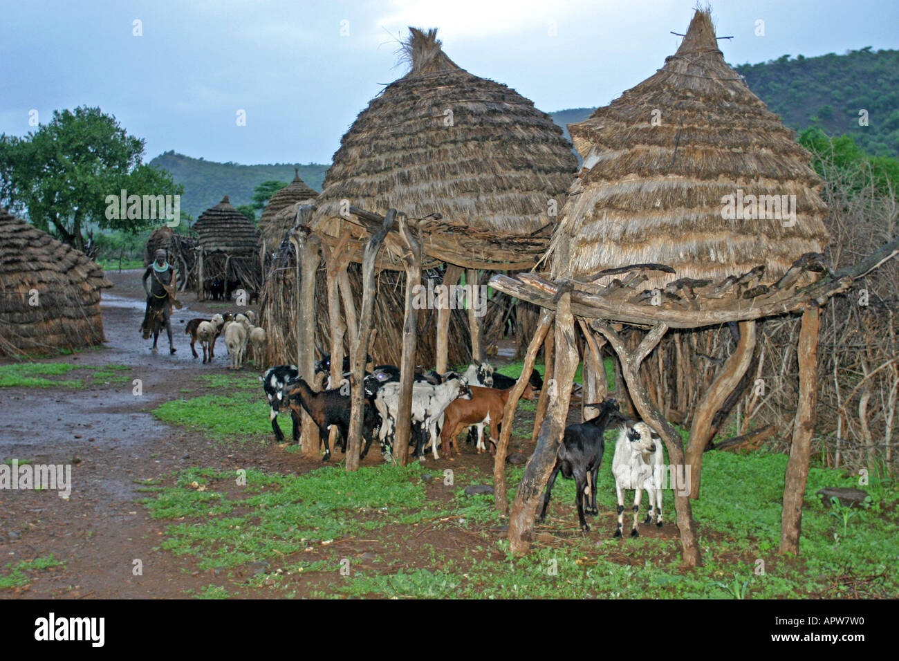 Toposa village in rain, sheeps under grain garner Stock Photo - Alamy