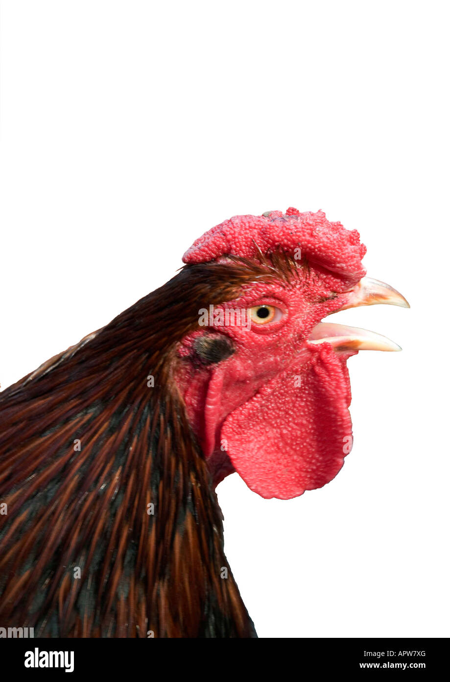 Rooster hen hi-res stock photography and images - Alamy
