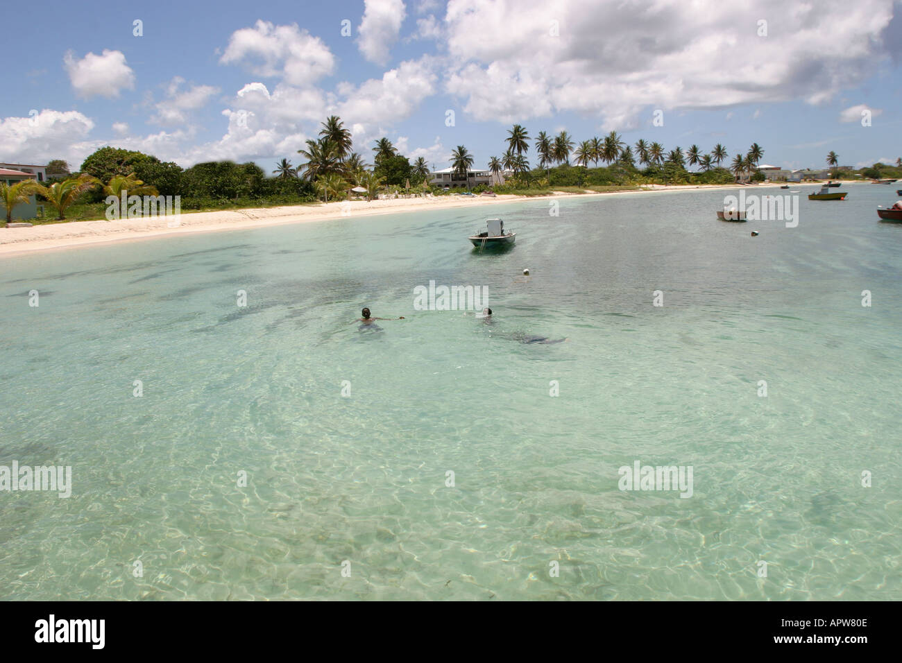 Boys swimming in Island Harbour in the caribbean sea off Anguilla Stock ...