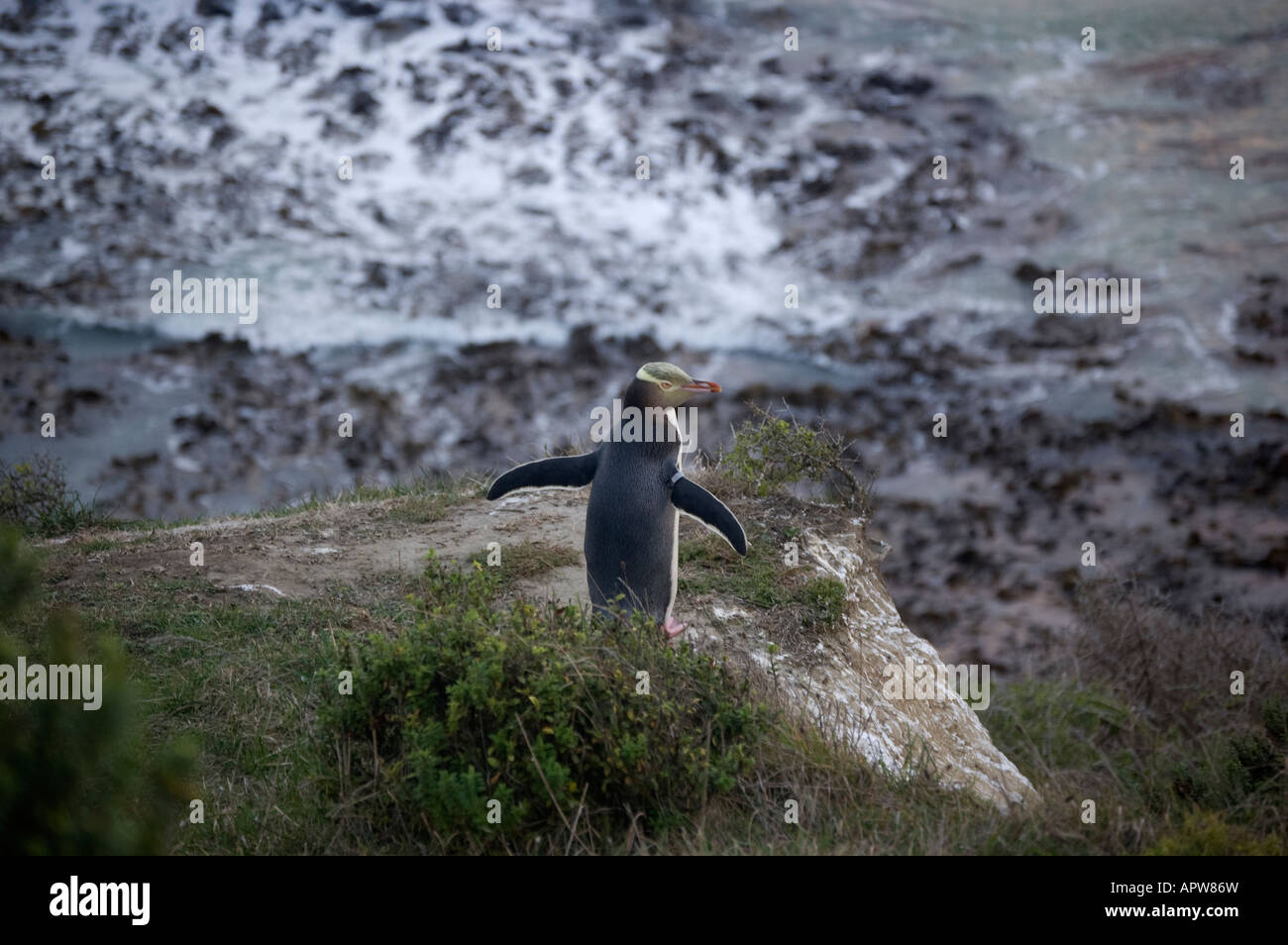 Yellow-eyed penguin (Megadyptes antipodes) Oamaru New Zealand Stock ...