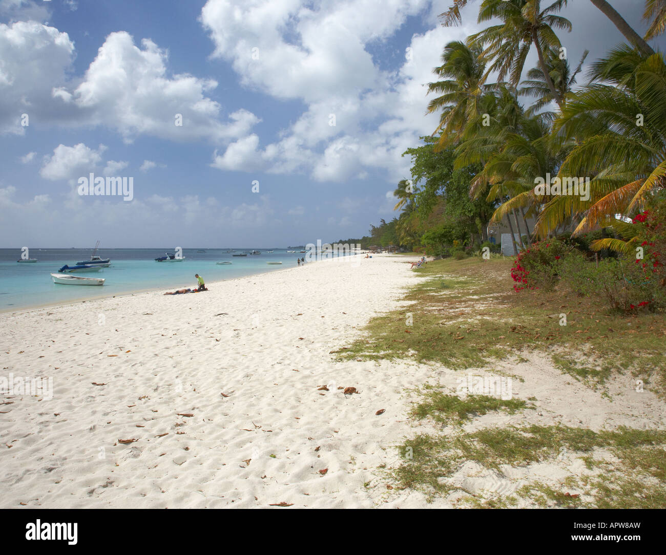 A Sunny Tree Lined Beach in Mauritius Stock Photo - Alamy