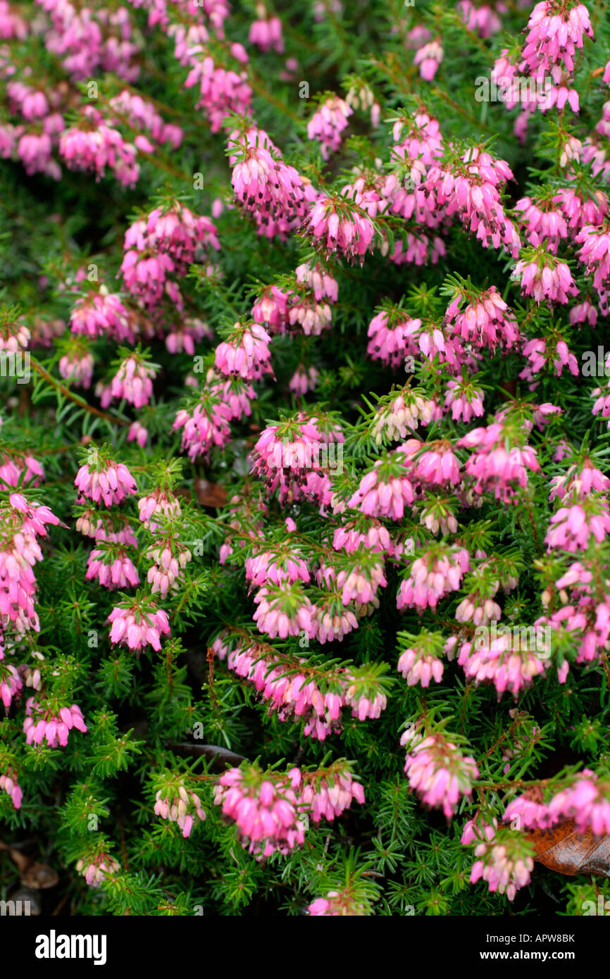 Erica carnea Myretoun Ruby AGM Stock Photo - Alamy