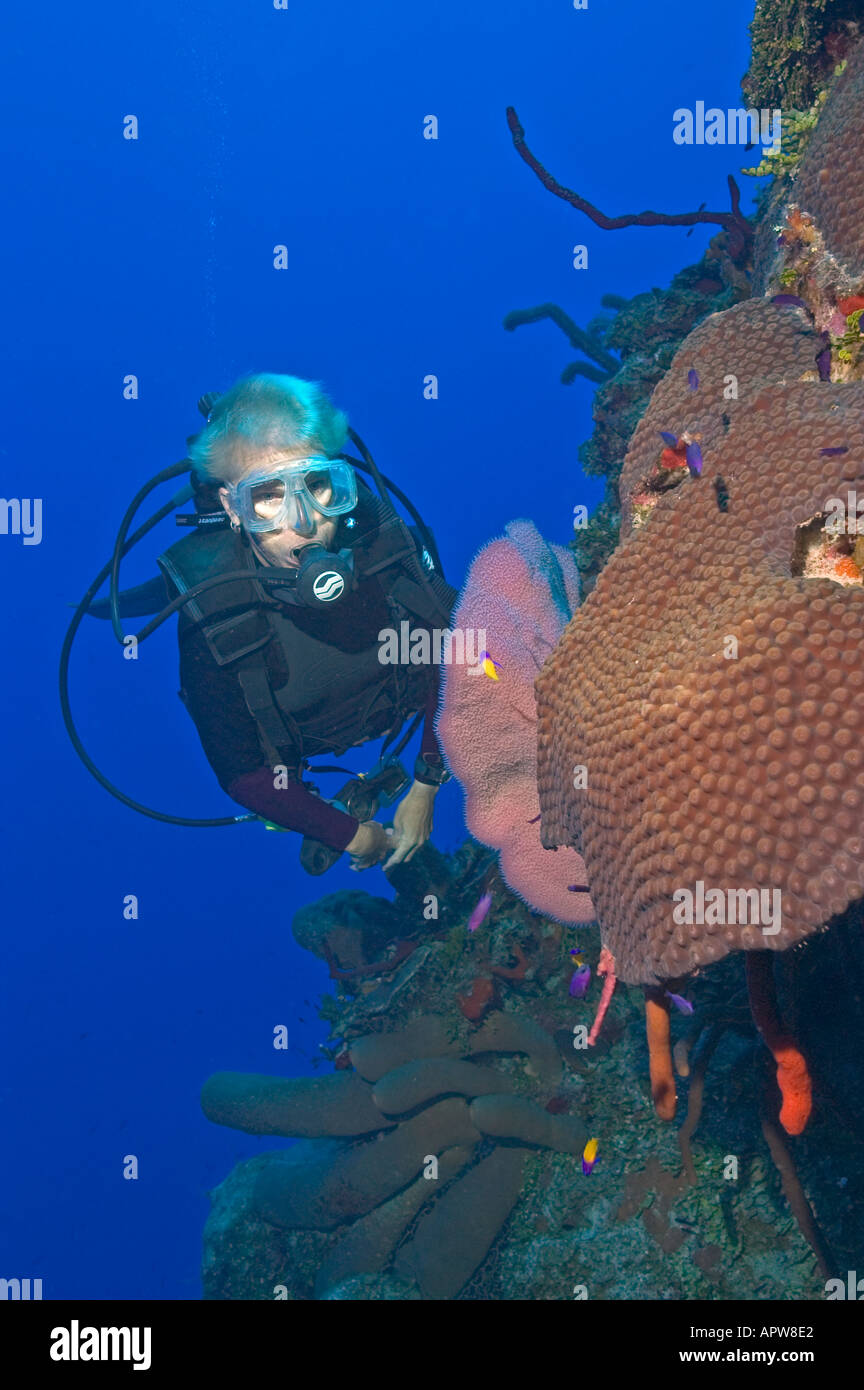 Female scuba diver and Pink Vase Sponge on the wall in Little Cayman ...