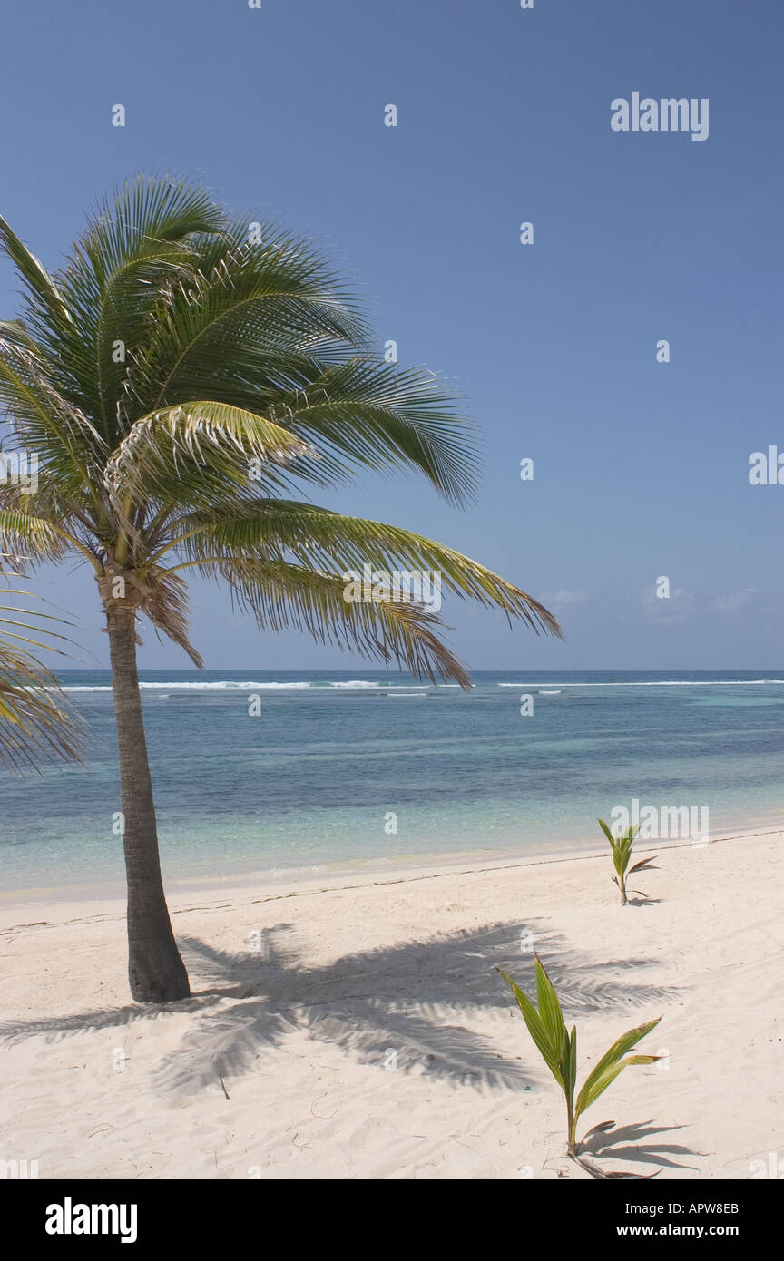 Beach and Palm Trees on Cayman Brac Cayman Islands Stock Photo - Alamy