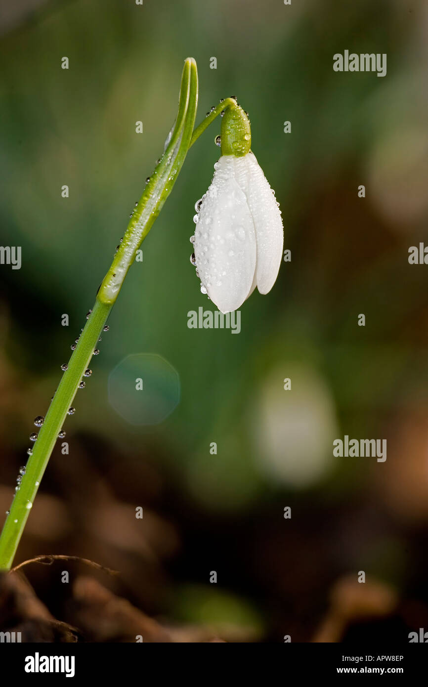 Scented snowdrop hi-res stock photography and images - Alamy