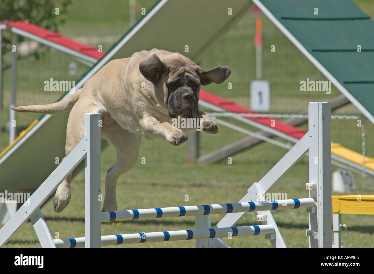 Bull Mastiff jumping during an agility competition in Gloucester VA ...