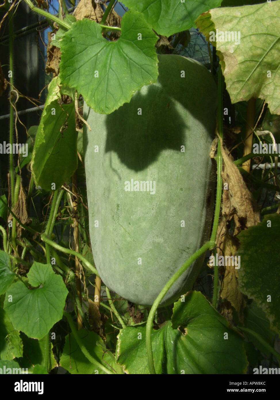 Chinese winter melon hi-res stock photography and images - Alamy