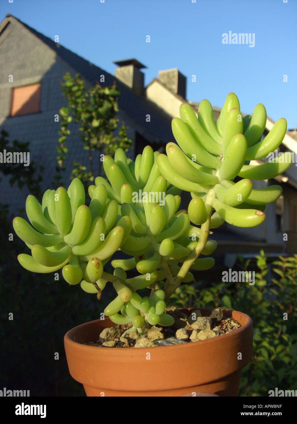 Stonecrop sedum window hi-res stock photography and images - Alamy