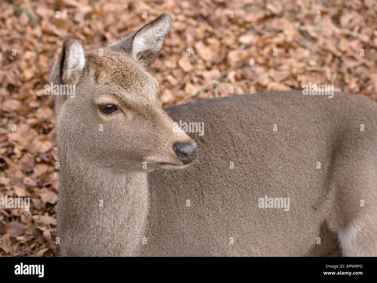 Deer in a New Forest Sanctuary Stock Photo - Alamy
