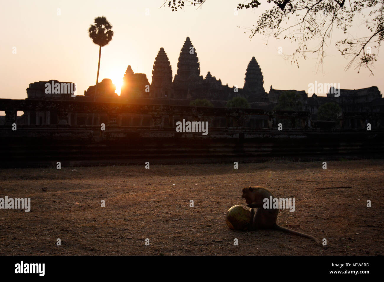 Macaque monkey Angkor Wat Cambodia Stock Photo - Alamy