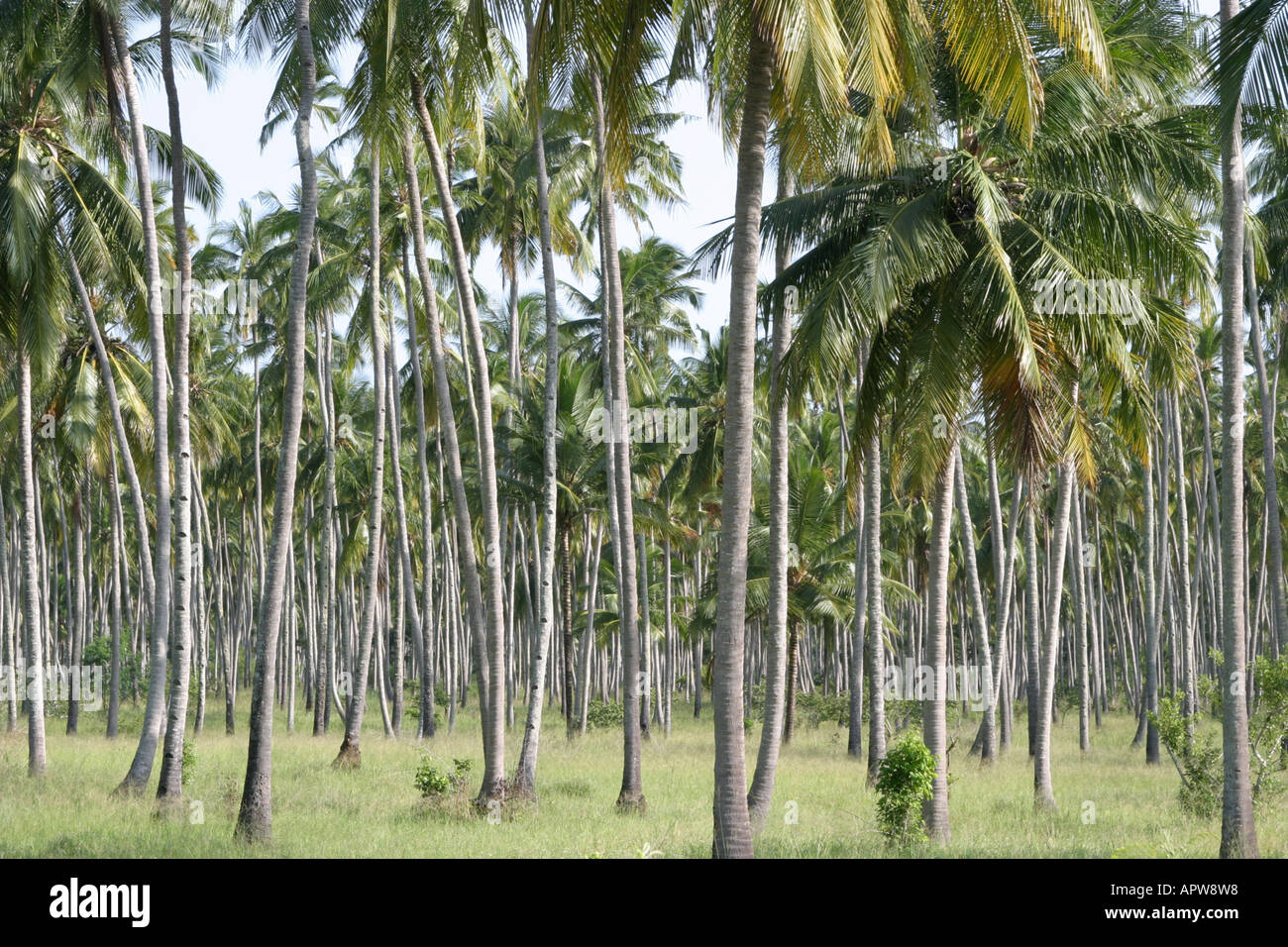 coconut palm (Cocos nucifera), plantation, Kenya Stock Photo - Alamy