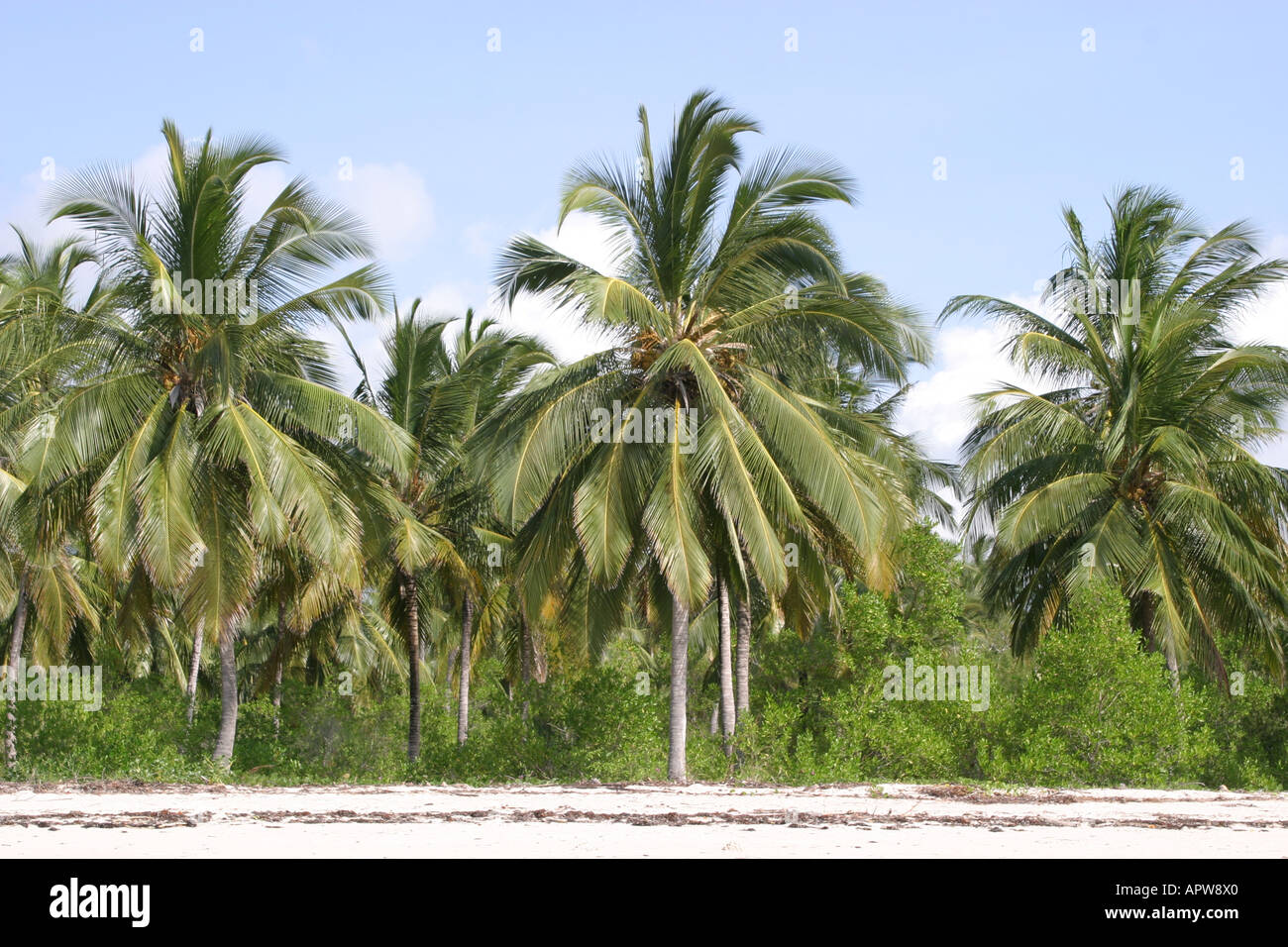 coconut palm (Cocos nucifera), plantation, Kenya Stock Photo - Alamy