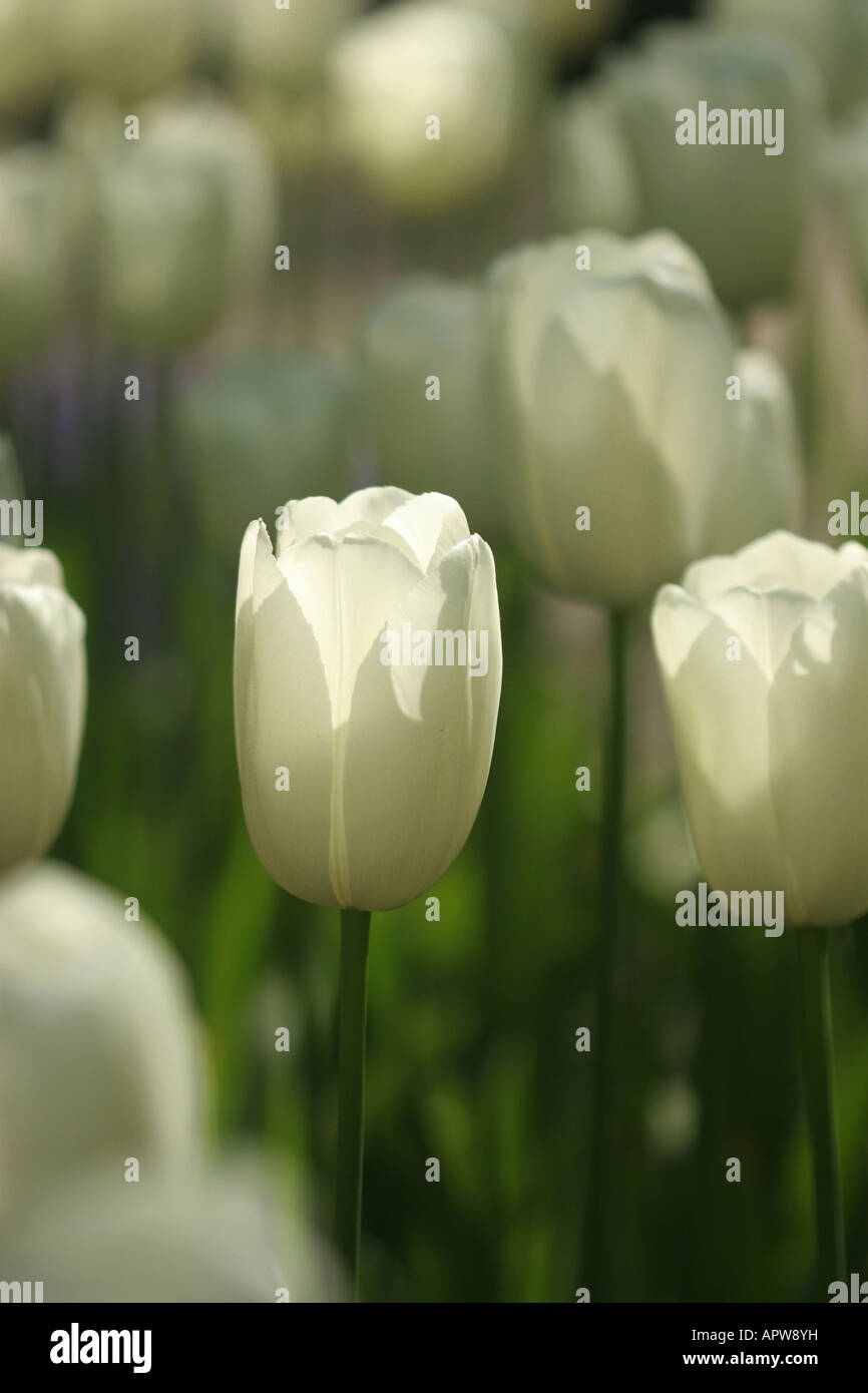 Delicately white hi-res stock photography and images - Alamy