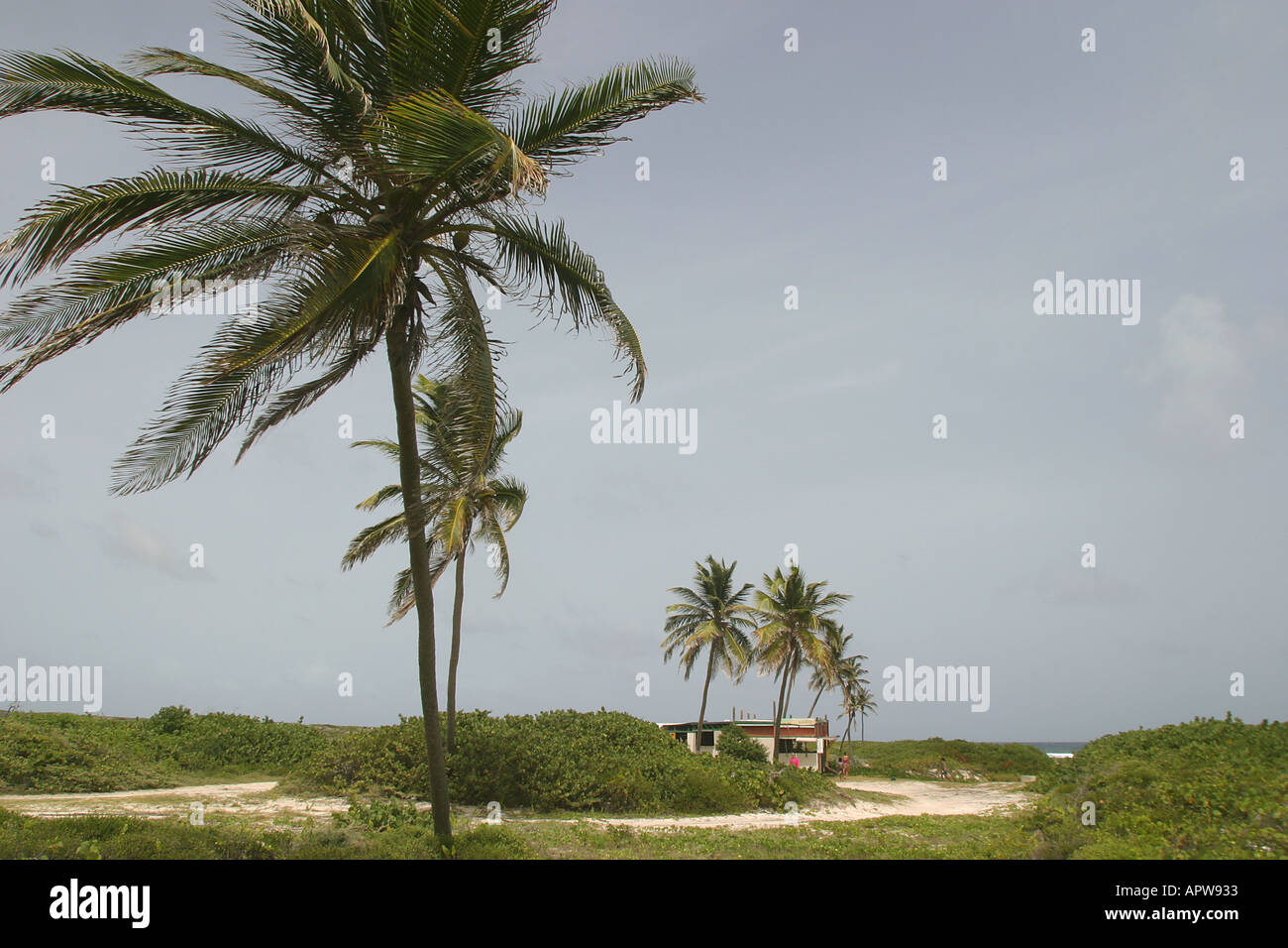 the Palm Grove Bar and grill at Junk Hole on the Island of Anguilla ...