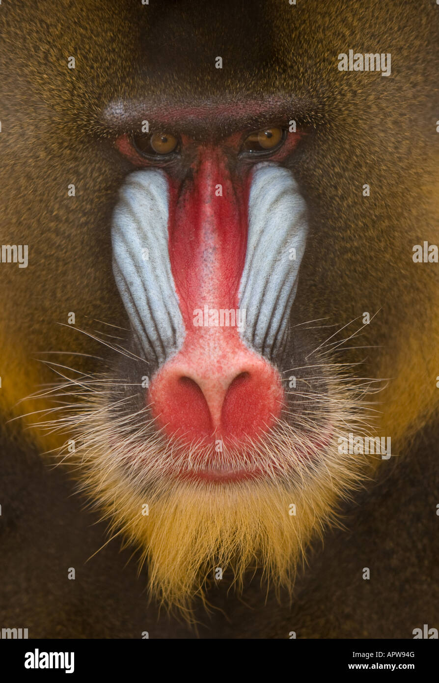 Detail of Mandrill Colorful Face and Fir Stock Photo - Alamy