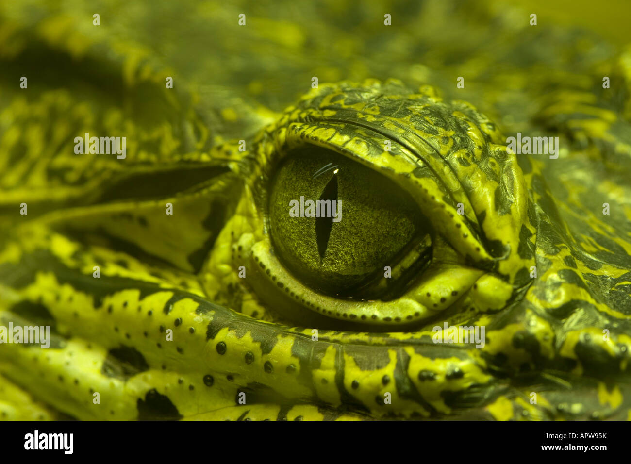 Alligator eye hi-res stock photography and images - Alamy
