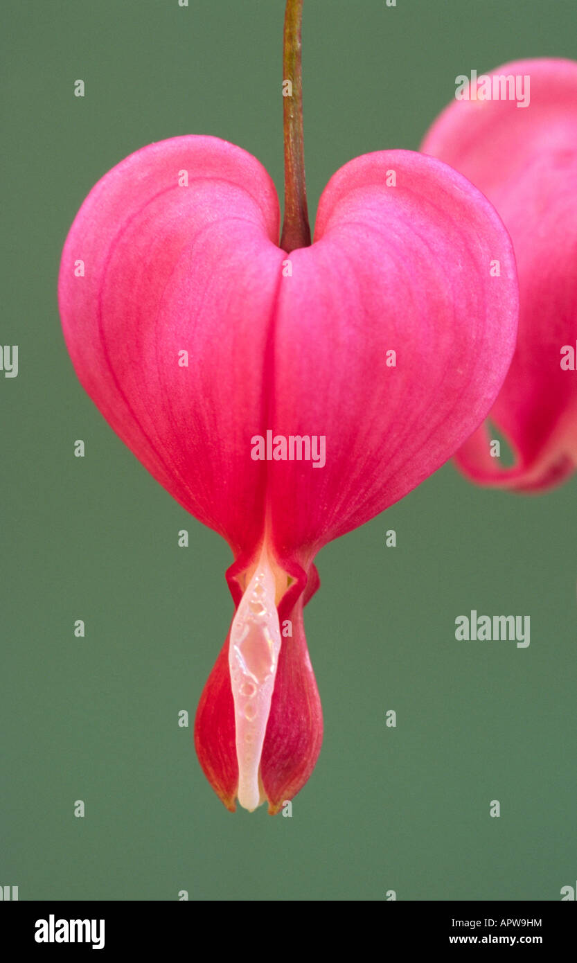 Closeup of one flower of Bleeding Heart (Dicentra spectabilis Stock ...
