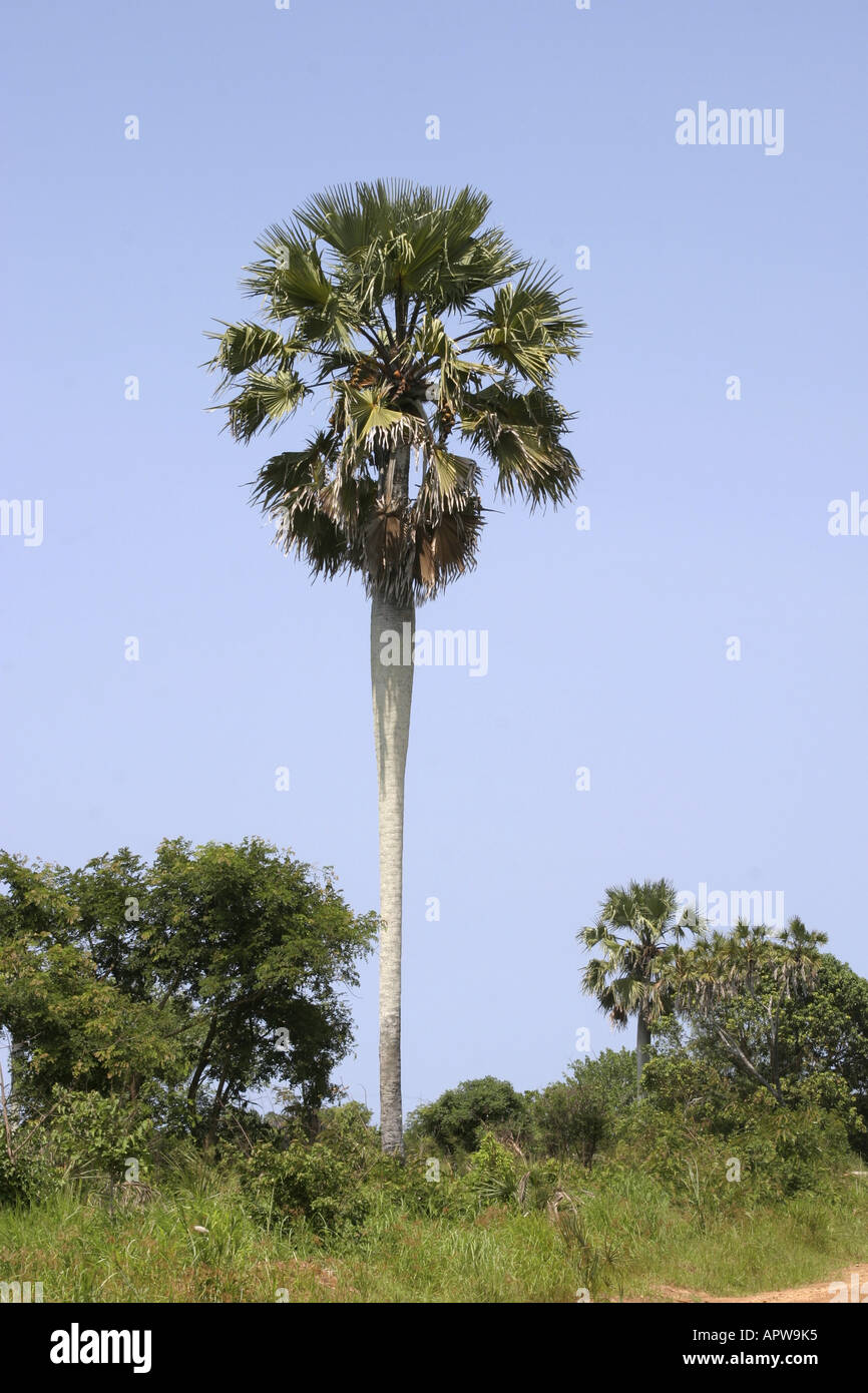 Palmyra Palm, Palmira Palm, Toddy Palm (Borassus flabellifer), single ...