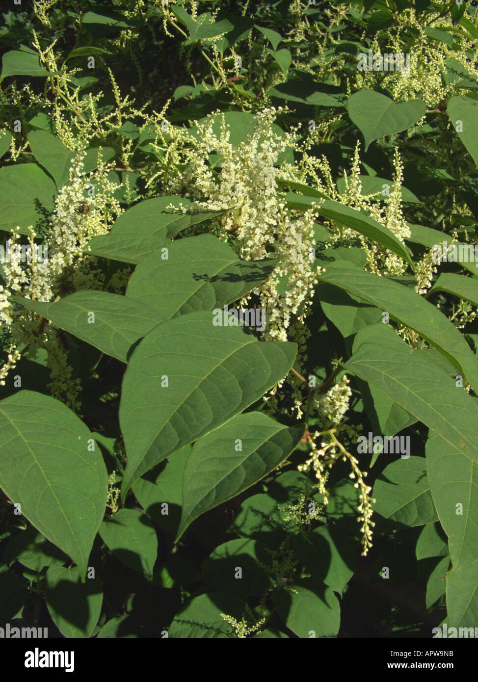 Japanese Knotweed (Fallopia japonica, Reynoutria japonica), blooming ...