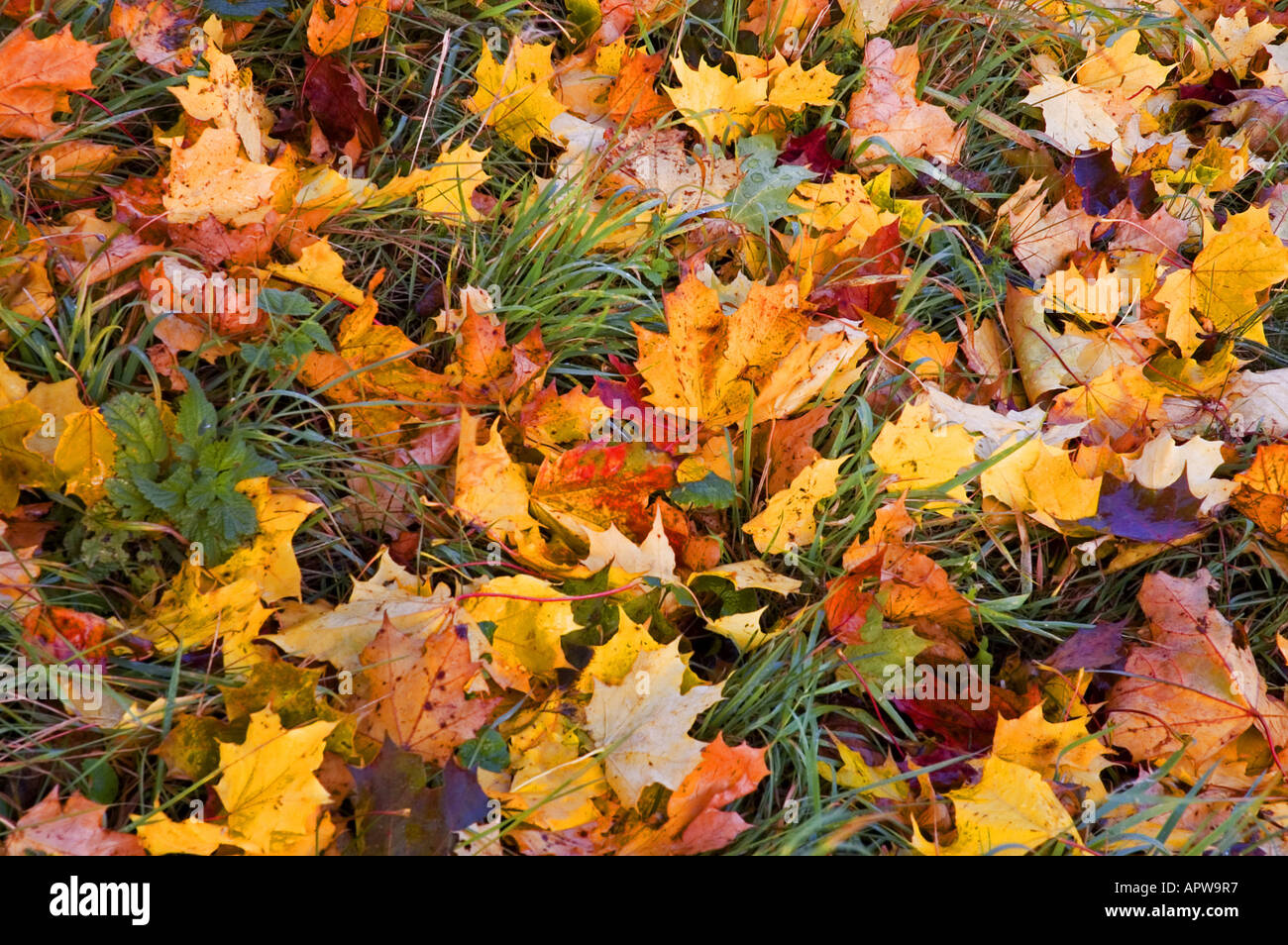 European plane, maple-leaved plane (Platanus hispanica, Platanus x ...