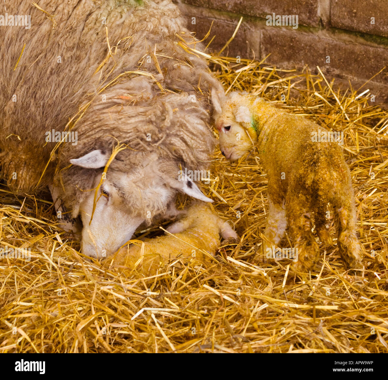 A mother Romney sheep licks clean twin new born lambs Stock Photo - Alamy