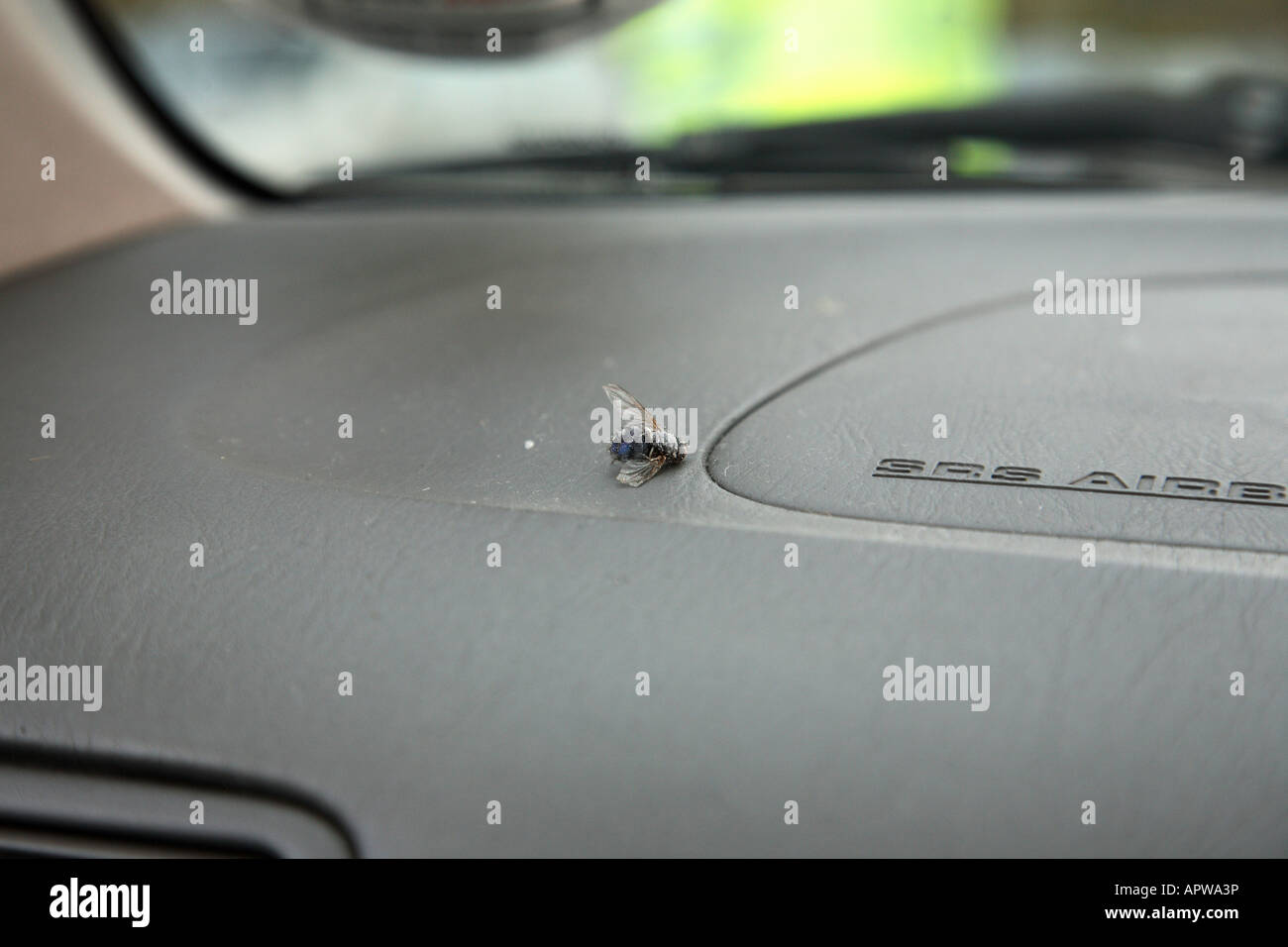 Dead insect on a car hi-res stock photography and images - Alamy