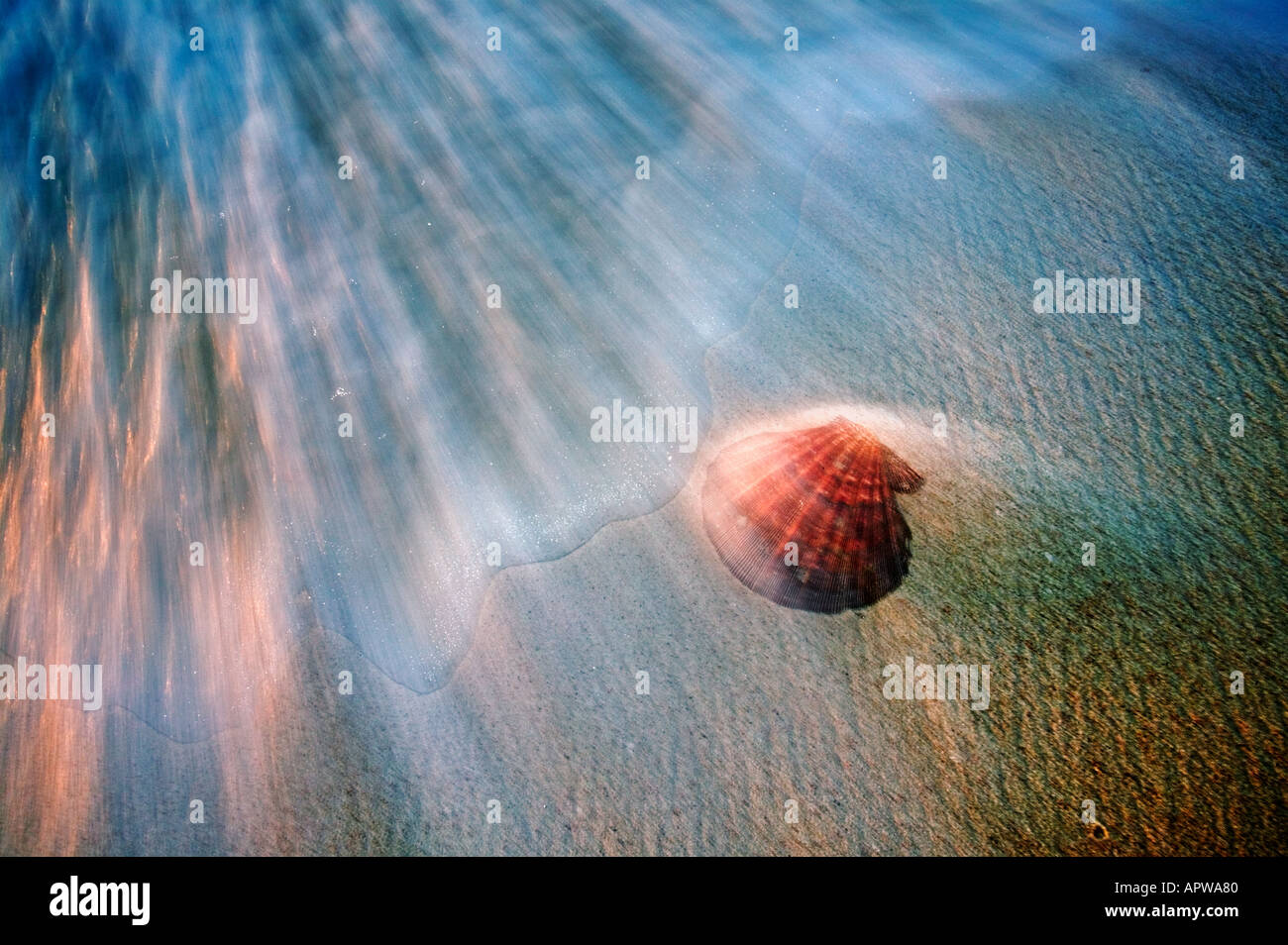 Indian ocean shell beach hi-res stock photography and images - Alamy