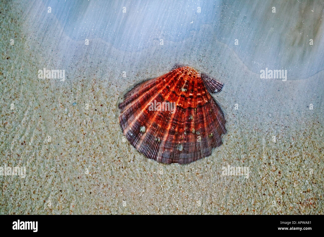 Seashells Seashell on beach Seychelles Stock Photo - Alamy