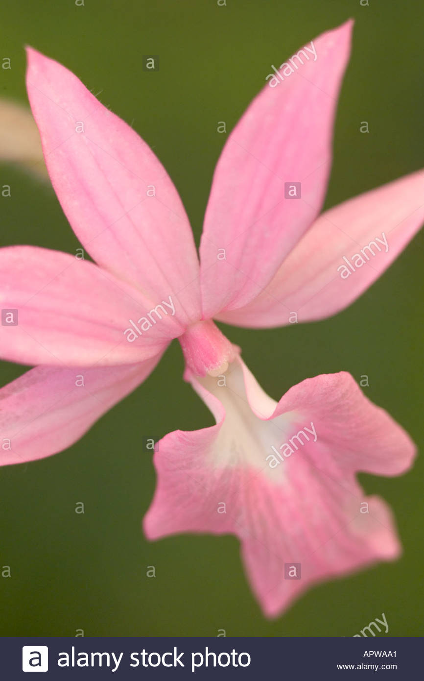 Calanthe Orchid Flower Exotic Stock Photos & Calanthe Orchid Flower ...