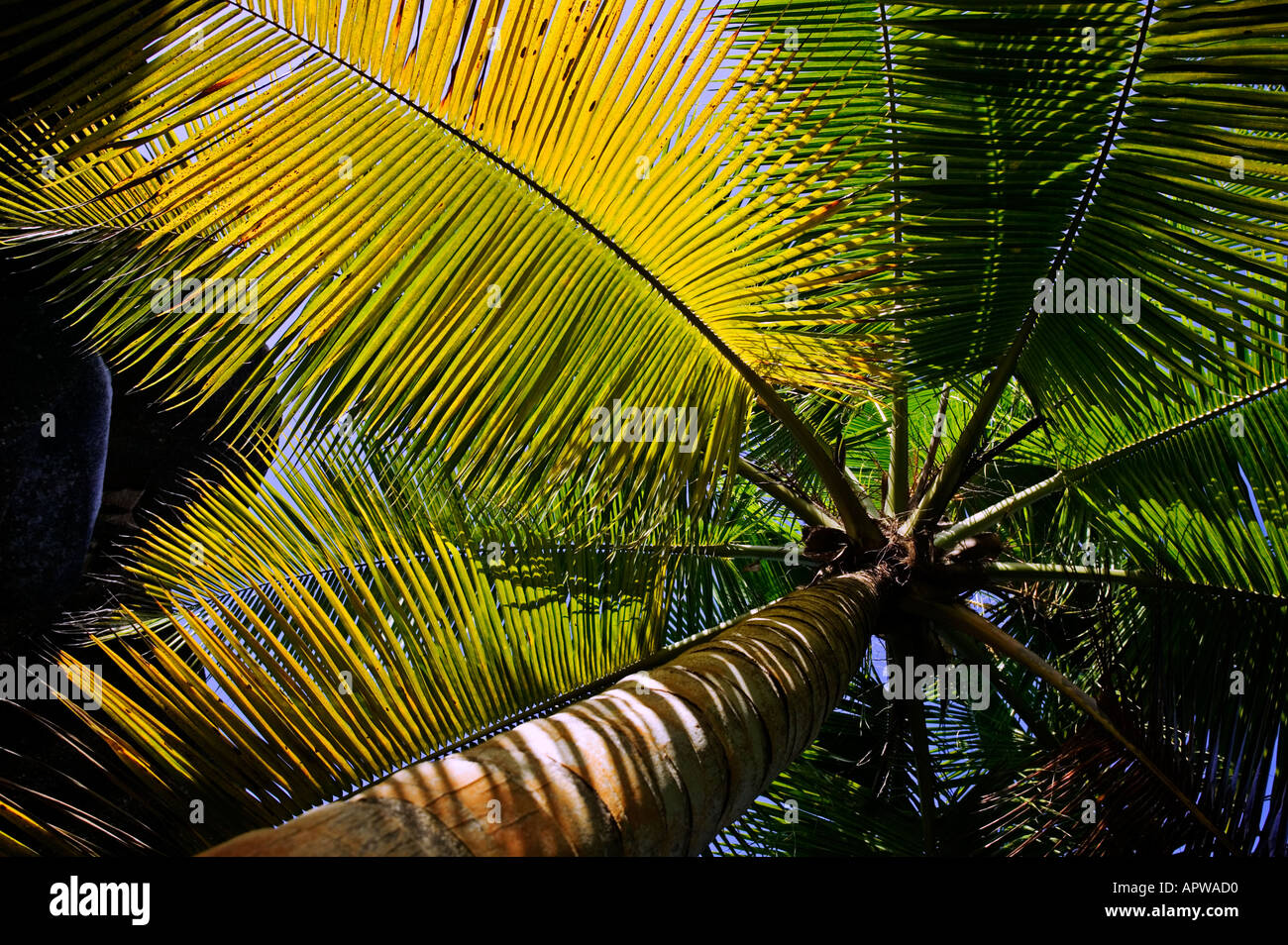 The coconut tree hi-res stock photography and images - Alamy