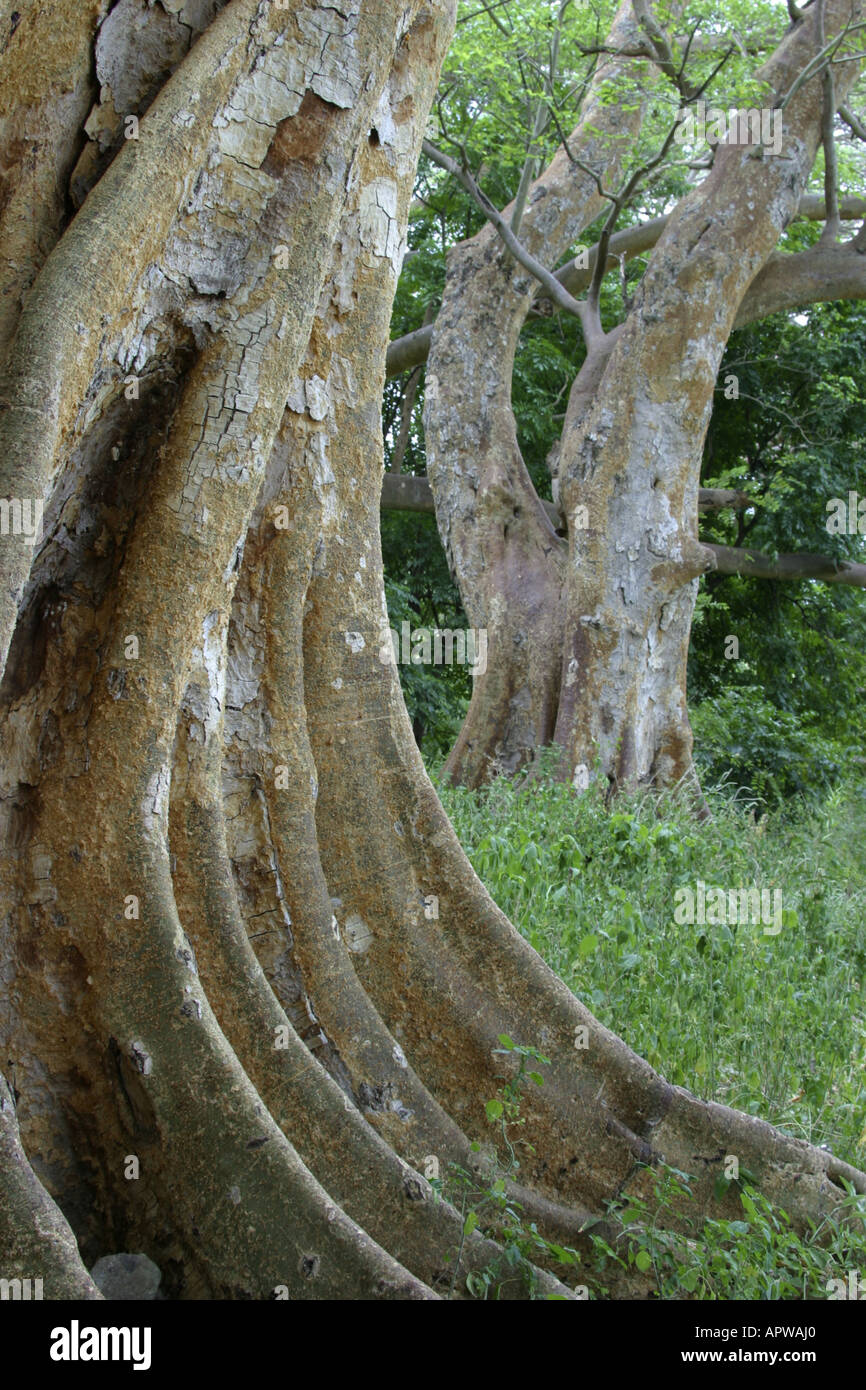 Ficus sycamorus hi-res stock photography and images - Alamy