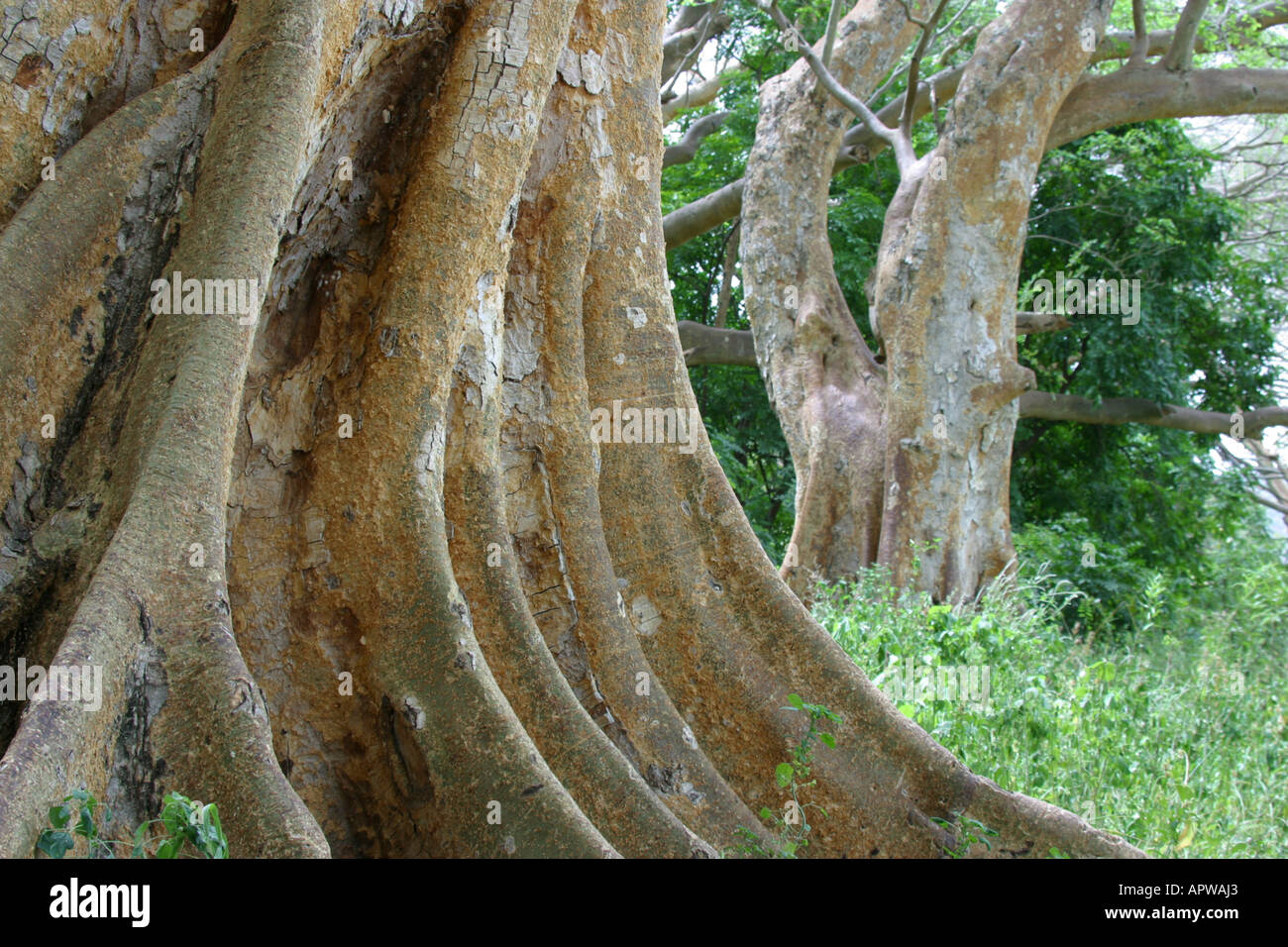 Ficus sycamorus hi-res stock photography and images - Alamy