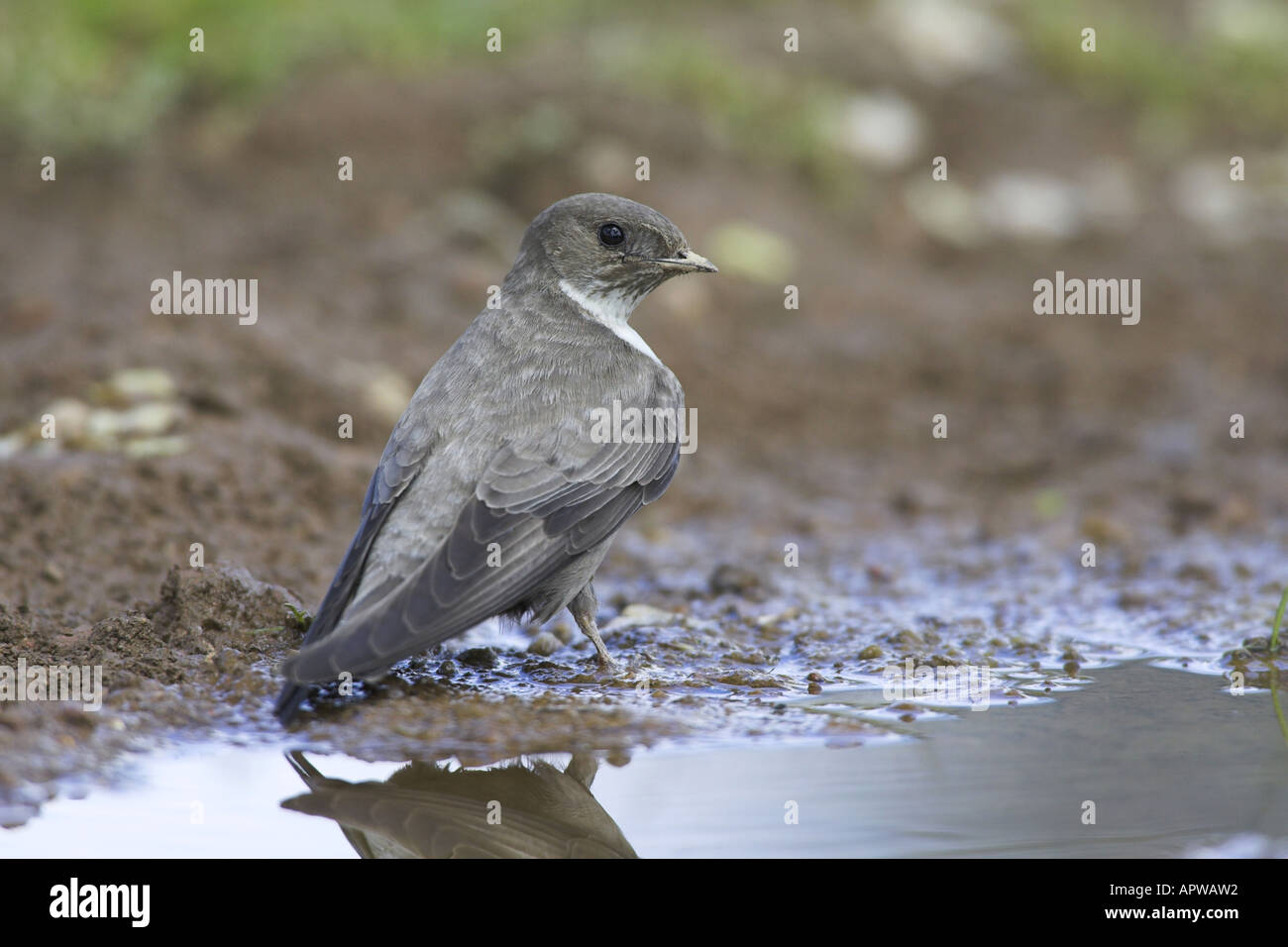 crag martin (Ptyonoprogne rupestris), sitting on a water hole, Spain ...