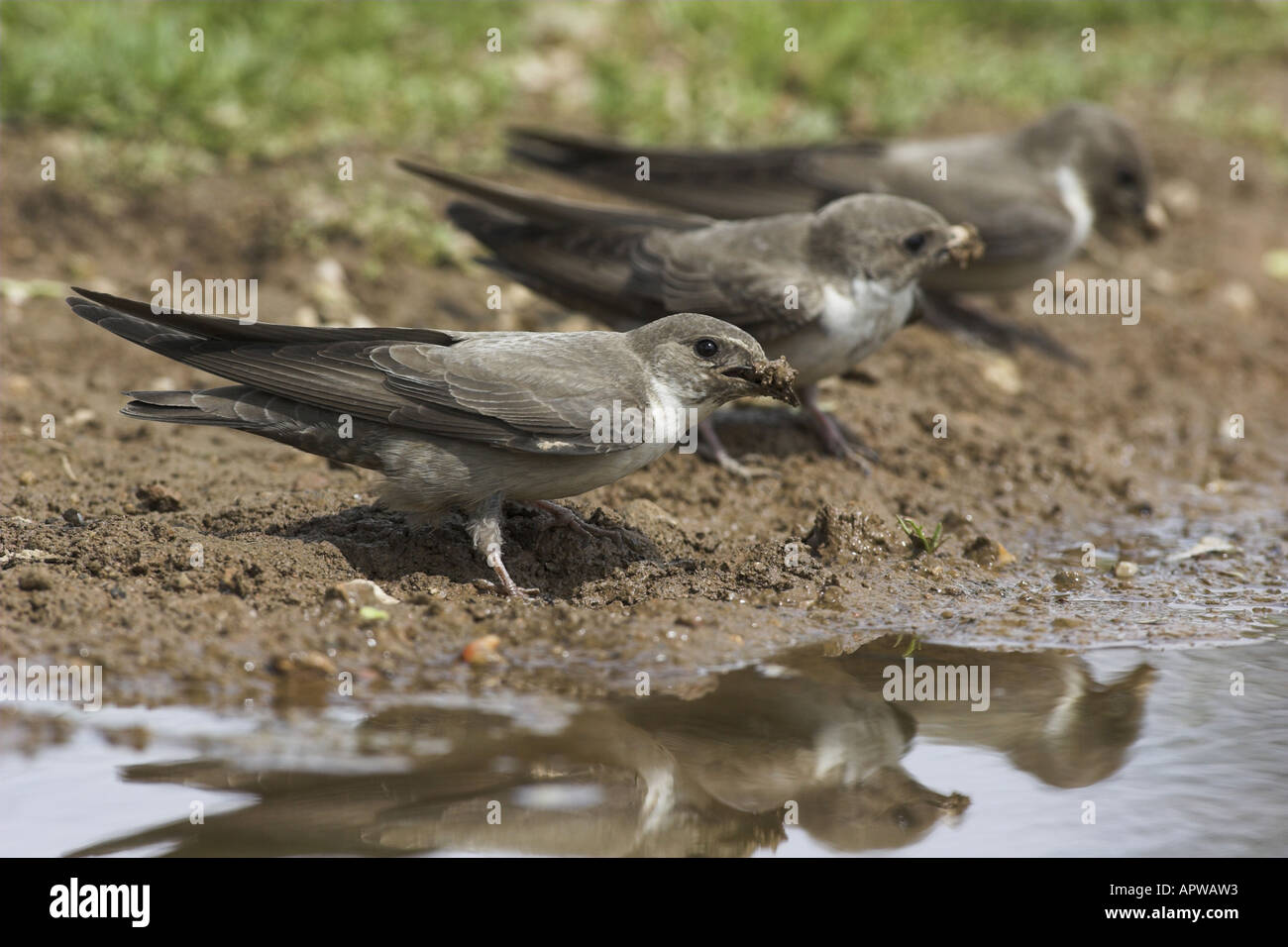crag martin (Ptyonoprogne rupestris), collecting nesting material ...