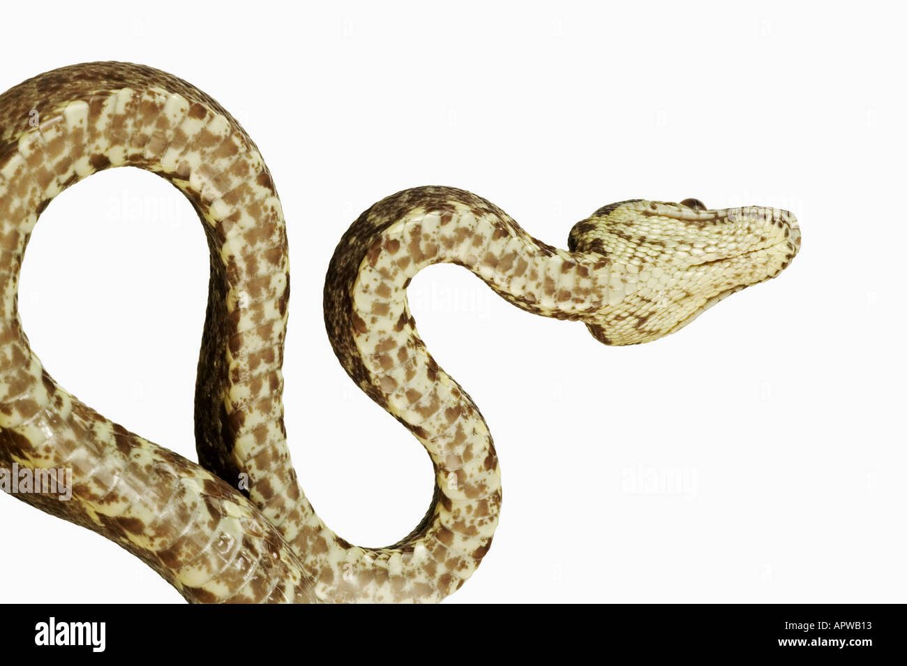 Amazon tree from below snake hi-res stock photography and images - Alamy