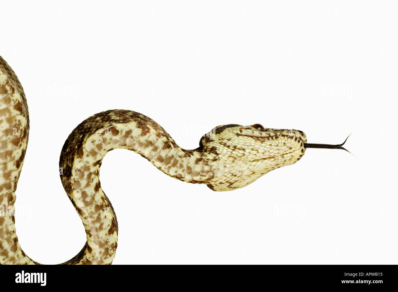 Amazon tree from below snake hi-res stock photography and images - Alamy