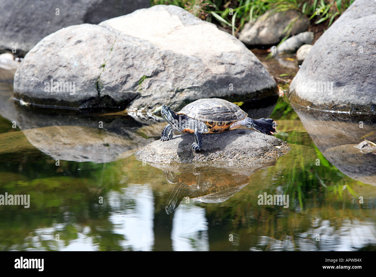 Turtle on a rock in a pond in Nakajima Park Sapporo Japan Stock Photo ...