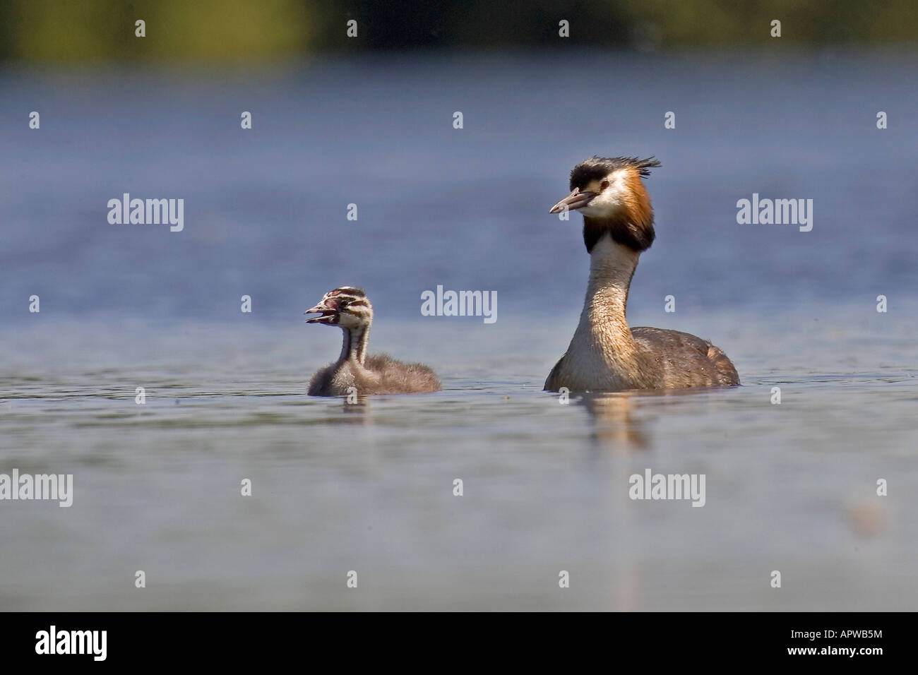 great crested grebe Podiceps cristatus Stock Photo - Alamy